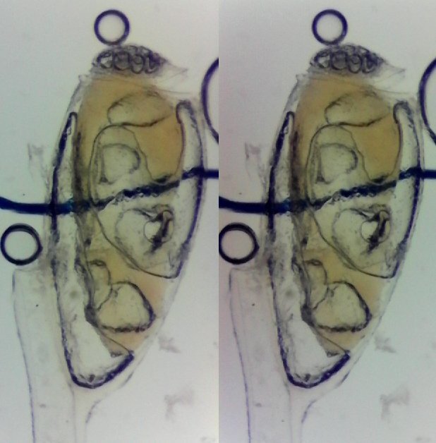 Weird Tulip Pollen - Everything Else - Video Game Sage